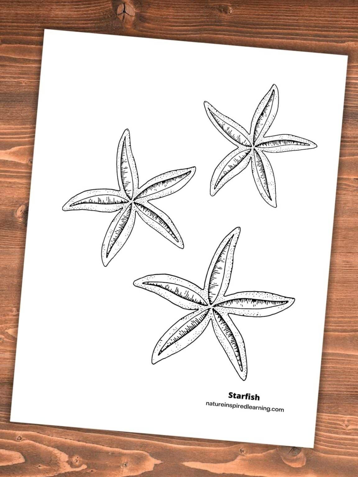 Starfish Coloring Pages - Nature Inspired Learning