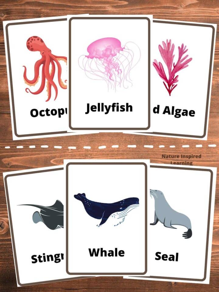 Ocean Flashcards Printable - Nature Inspired Learning