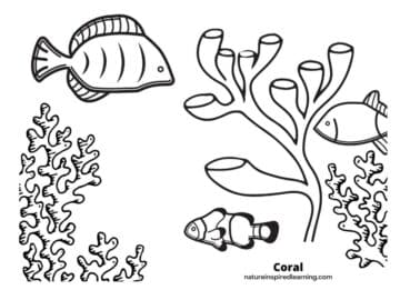 Coral Reef Coloring Pages for Kids - Nature Inspired Learning