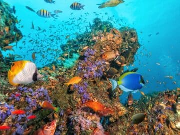 Books about Coral Reefs for Kids - Nature Inspired Learning