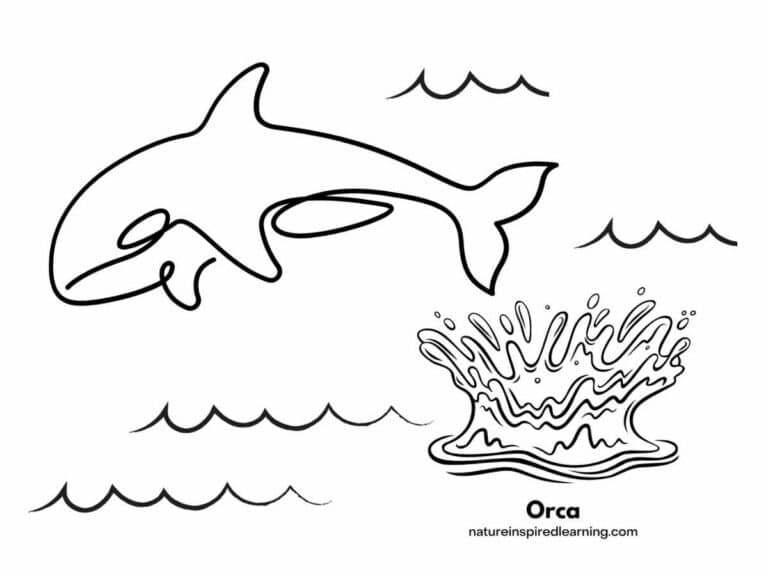 Orca Coloring Pages for Kids - Nature Inspired Learning