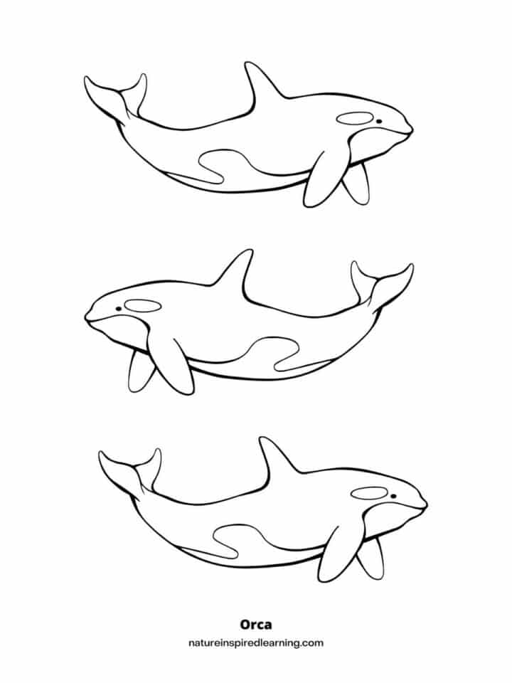 Orca Coloring Pages for Kids - Nature Inspired Learning