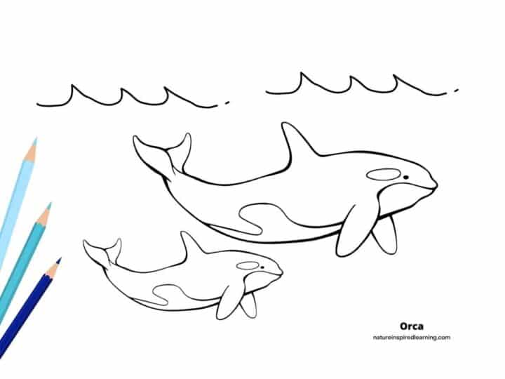 Orca Coloring Pages for Kids - Nature Inspired Learning