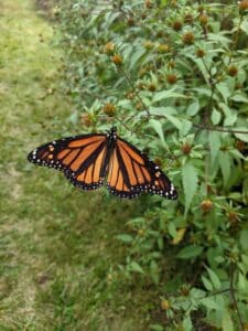 My Butterfly Observation Journal - Nature Inspired Learning