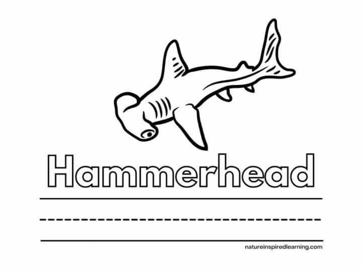 Hammerhead Shark Coloring Pages - Nature Inspired Learning