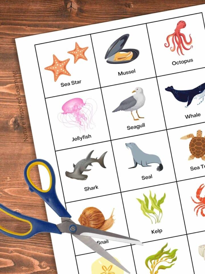 Ocean Life Bingo - Nature Inspired Learning