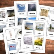 The Best Insect Flashcards - Nature Inspired Learning