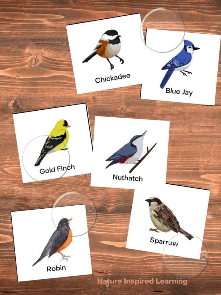 Backyard Bird Bingo Game (Printable) - Nature Inspired Learning