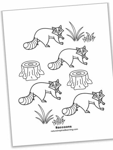 Raccoon Coloring Pages - Nature Inspired Learning