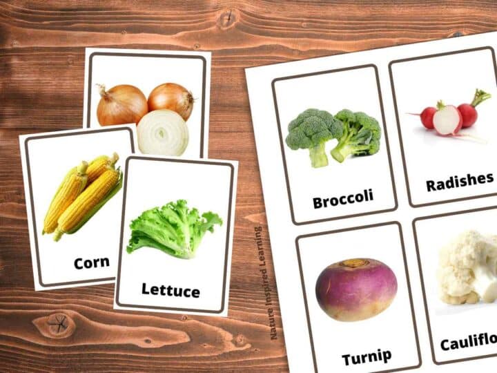 Printable Vegetable Flashcards - Nature Inspired Learning