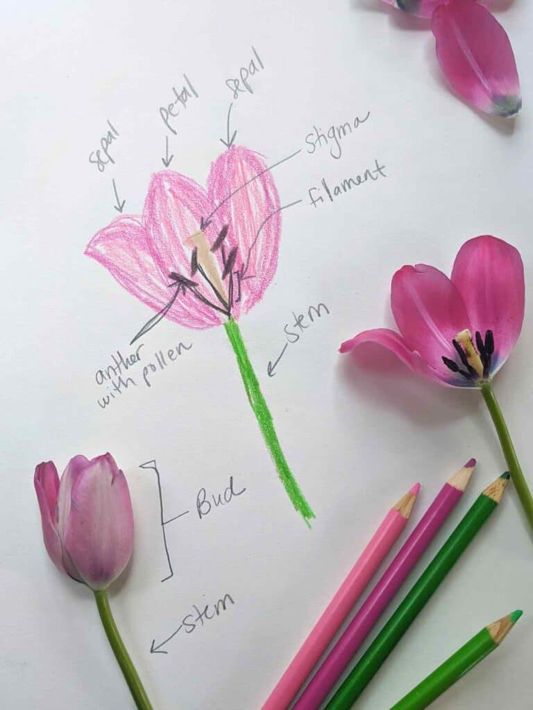 Tulip Exploration with Printables - Nature Inspired Learning