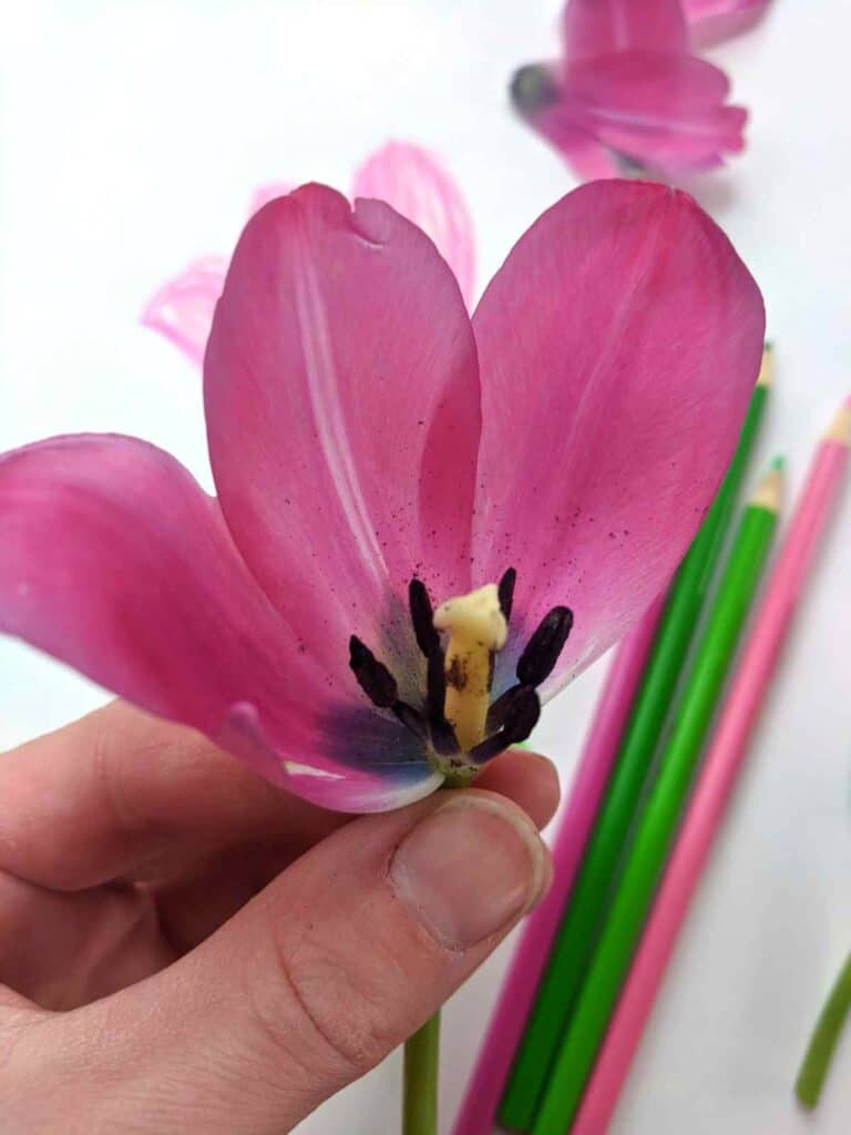 Tulip Exploration with Printables - Nature Inspired Learning