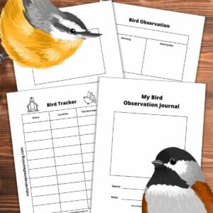 Free Butterfly Observation Journal for Kids - Nature Inspired Learning