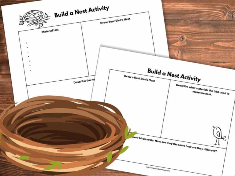 Make a Bird's Nest Activity - Nature Inspired Learning