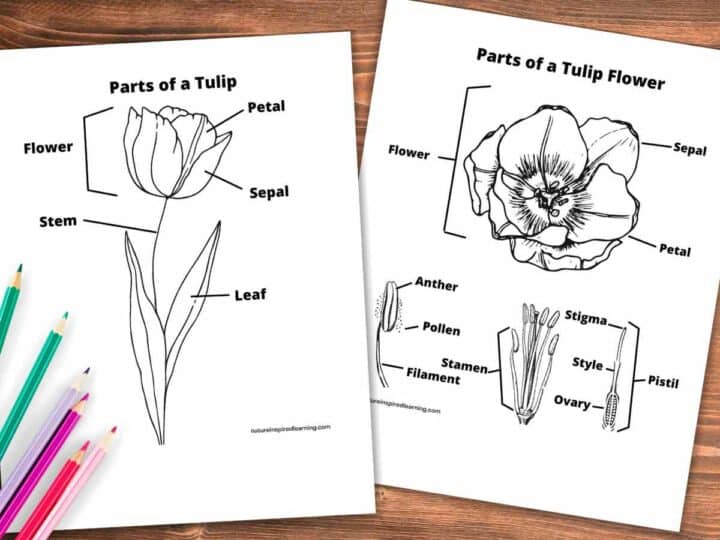 Tulip Exploration with Printables - Nature Inspired Learning