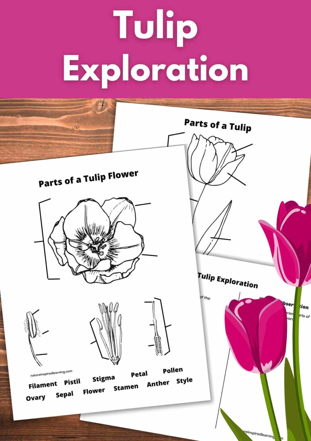 Tulip Exploration with Printables - Nature Inspired Learning