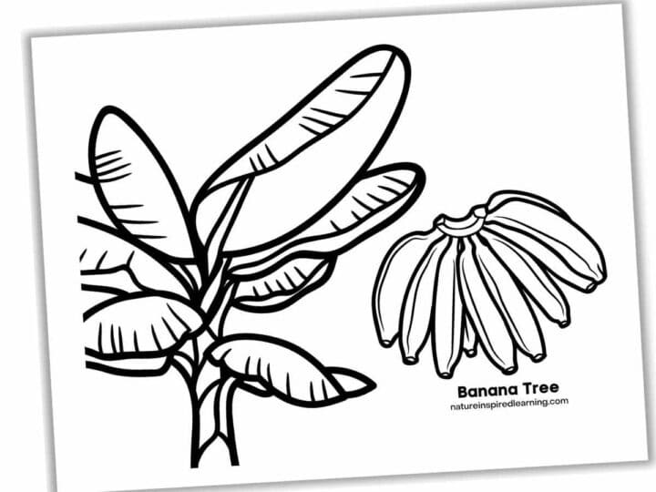 Banana Coloring Pages - Nature Inspired Learning