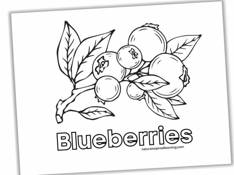Blueberry Coloring Pages - Nature Inspired Learning