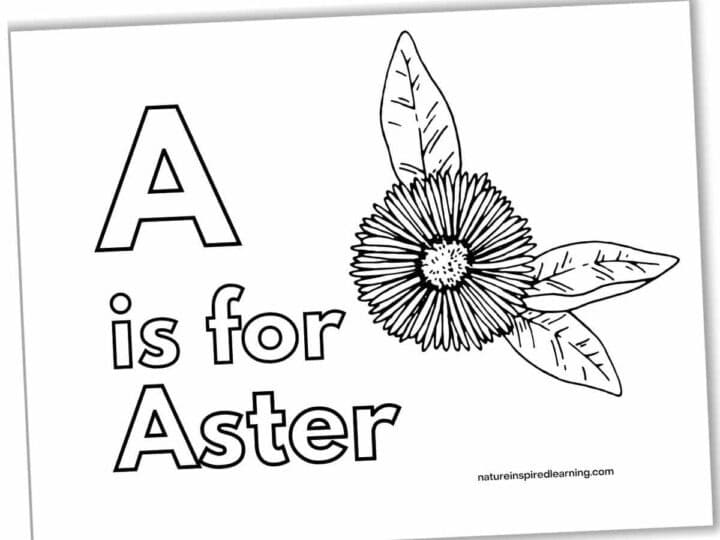 Aster Coloring Pages - Nature Inspired Learning