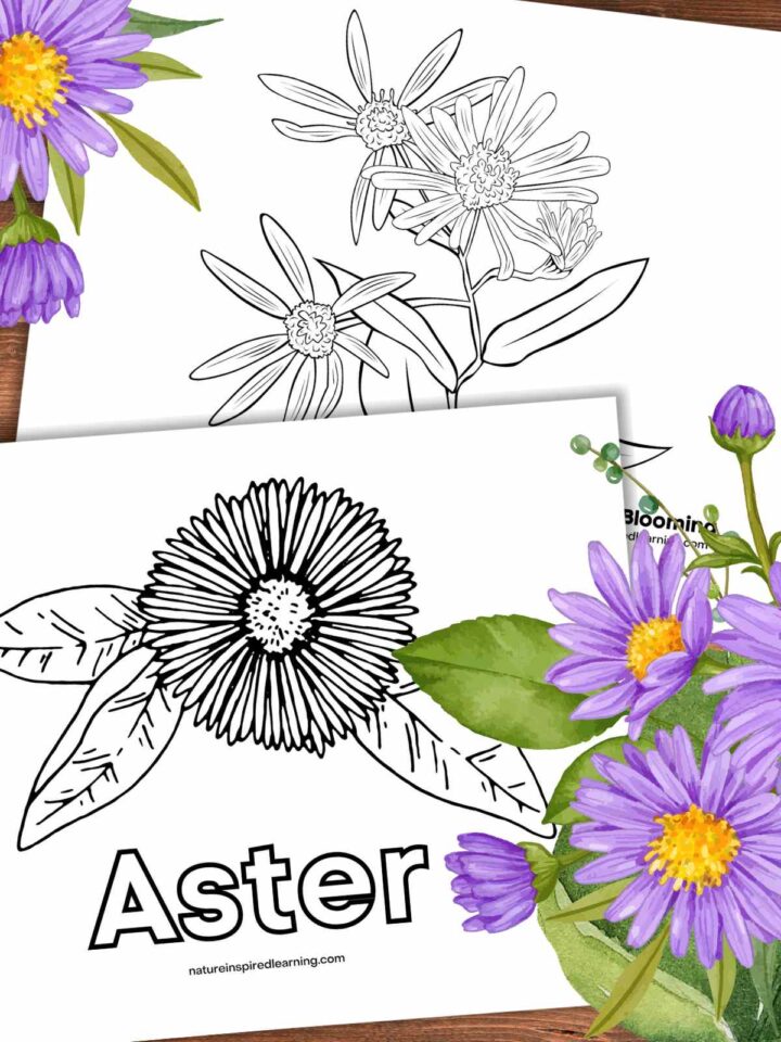 Aster Coloring Pages - Nature Inspired Learning