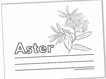 Aster Coloring Pages - Nature Inspired Learning