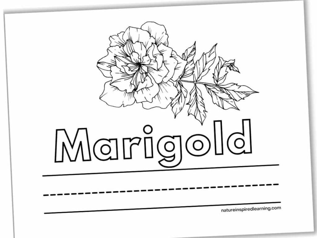 Marigold Coloring Pages - Nature Inspired Learning