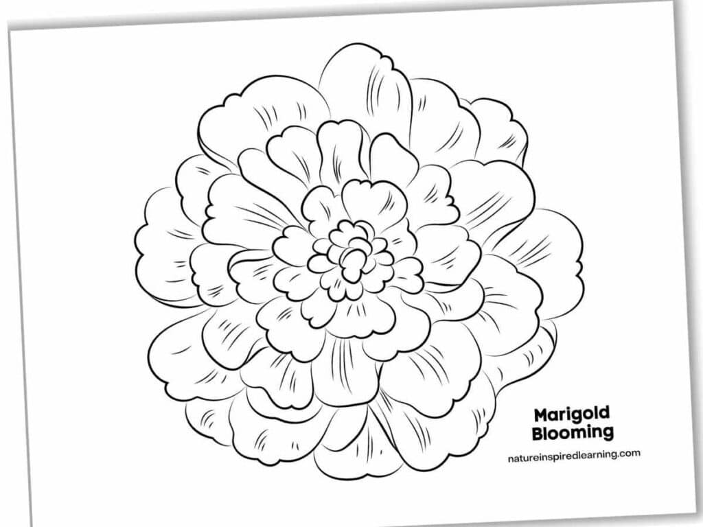 Marigold Coloring Pages - Nature Inspired Learning