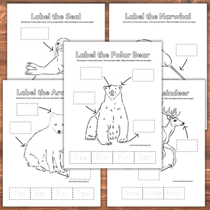 17 Line Tracing Worksheets (Free) - Nature Inspired Learning