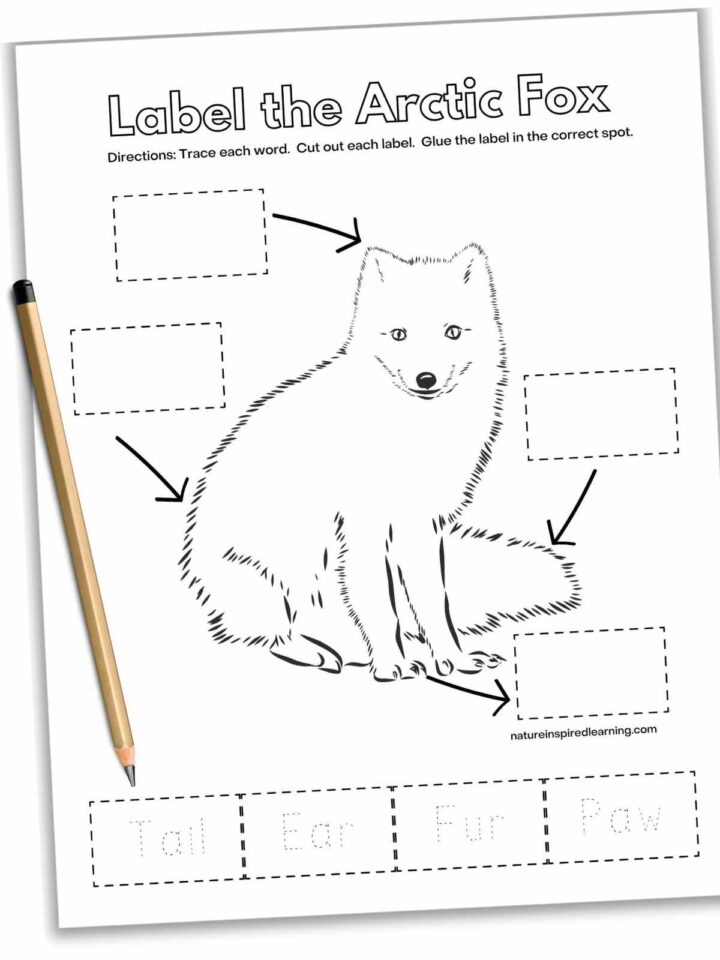 Label the Arctic Animal Worksheets - Nature Inspired Learning