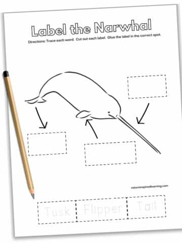 Label the Arctic Animal Worksheets - Nature Inspired Learning