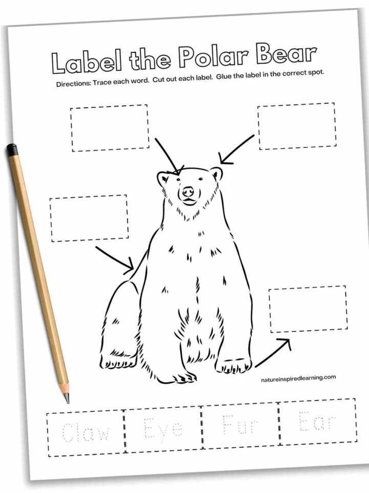 Label the Arctic Animal Worksheets - Nature Inspired Learning