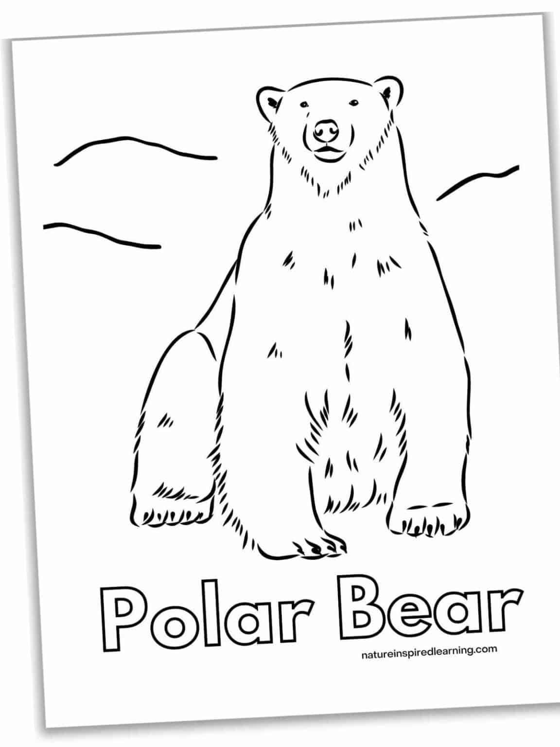 Polar Bear Coloring Pages - Nature Inspired Learning