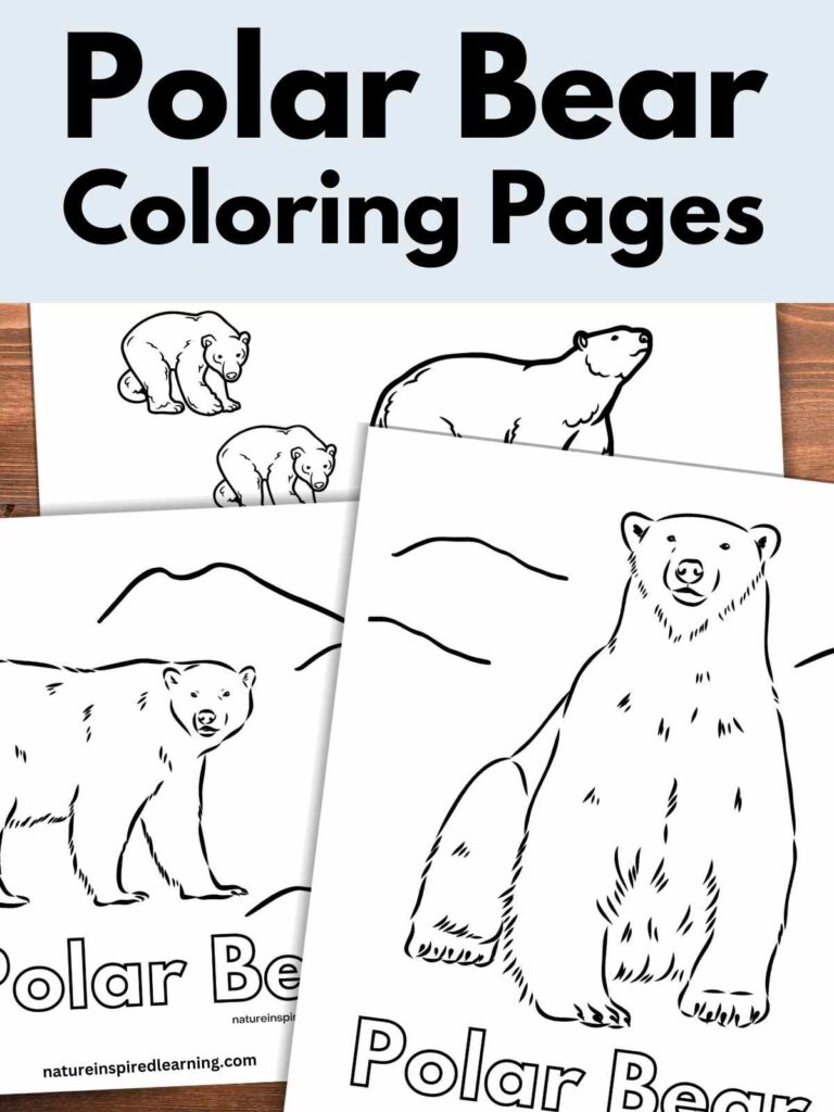 Polar Bear Coloring Pages - Nature Inspired Learning