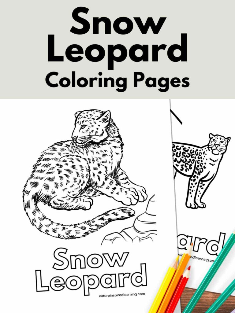 Snow Leopard Coloring Pages - Nature Inspired Learning