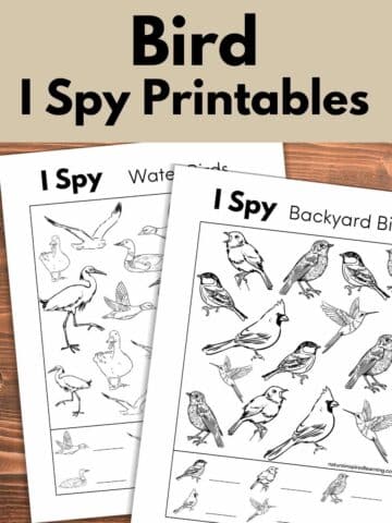 4 Bird I Spy Printables - Nature Inspired Learning