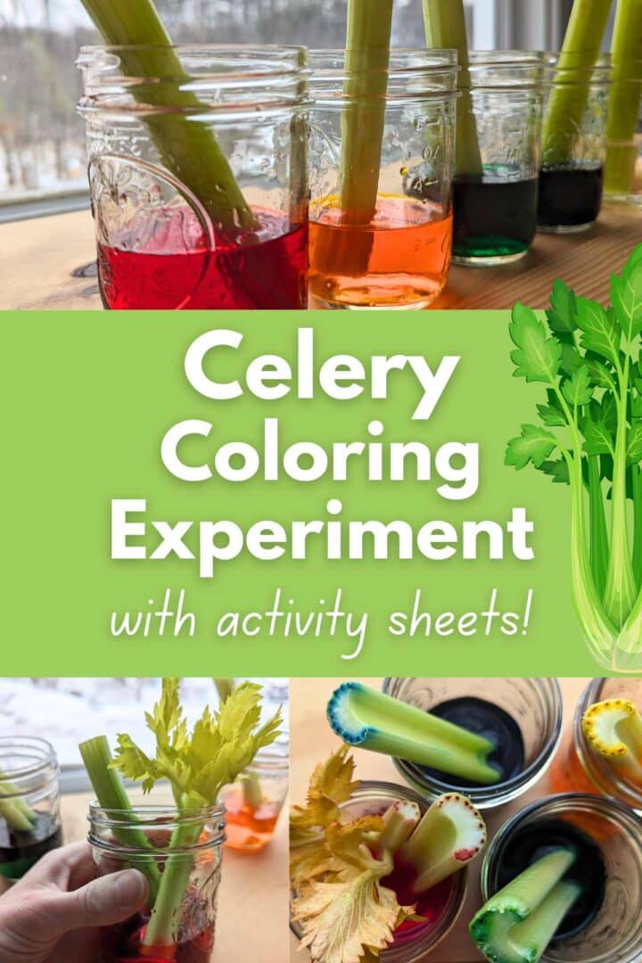 Easy Celery Coloring Experiment - Nature Inspired Learning