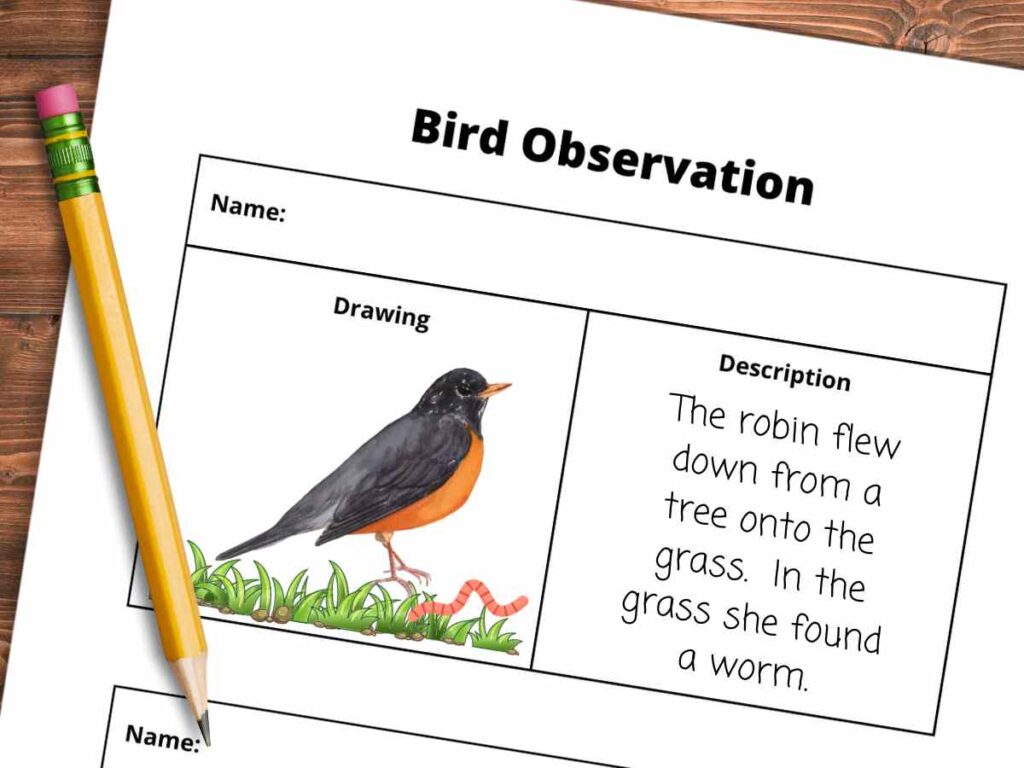 Printable Bird Watching Journal - Nature Inspired Learning