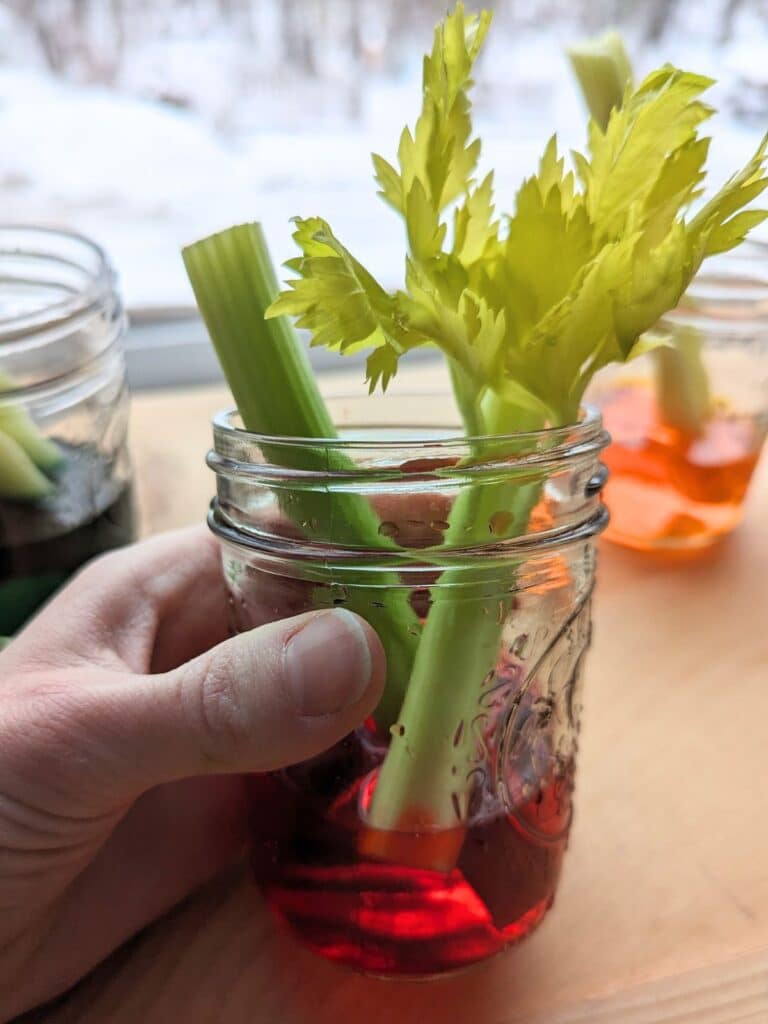 Easy Celery Coloring Experiment - Nature Inspired Learning