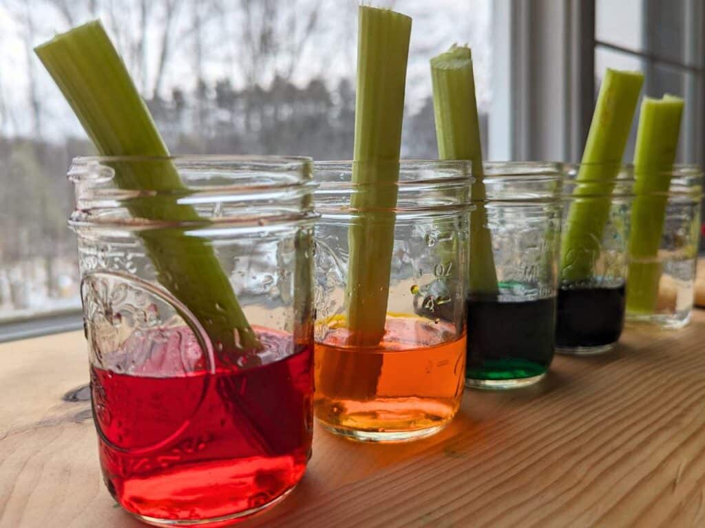 Easy Celery Coloring Experiment - Nature Inspired Learning
