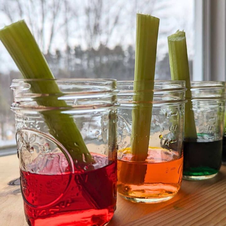Easy Celery Coloring Experiment - Nature Inspired Learning