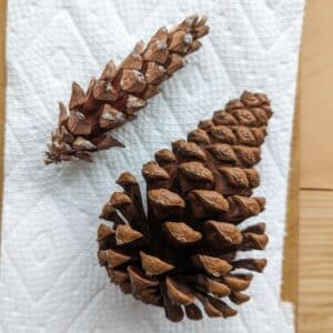Life Cycle of a Maple Tree Activities for Kids