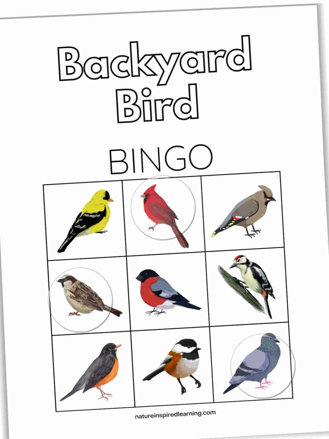12 Bird Activities - Nature Inspired Learning