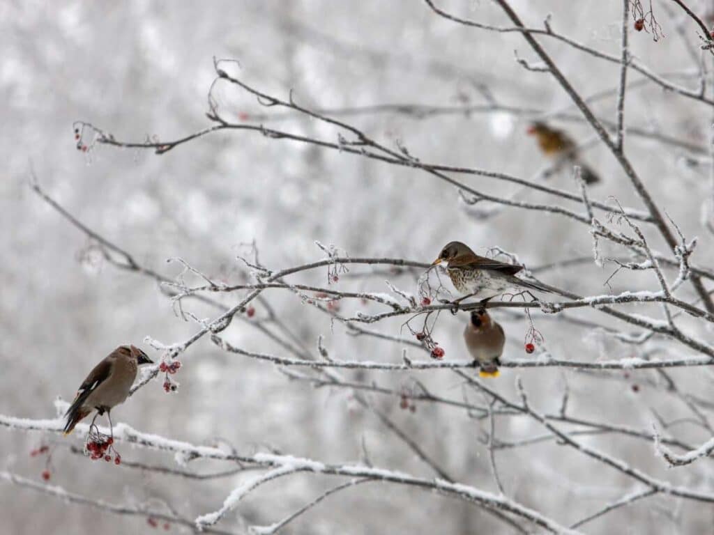 12 Bird Activities - Nature Inspired Learning