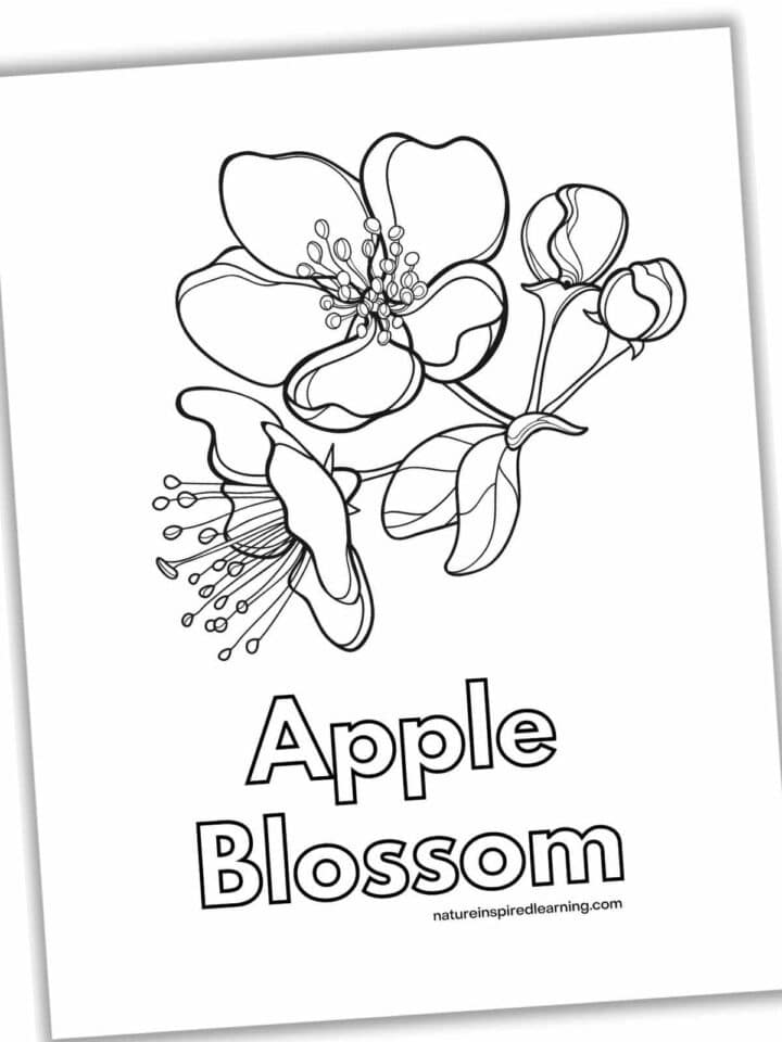 Apple Tree Coloring Pages - Nature Inspired Learning