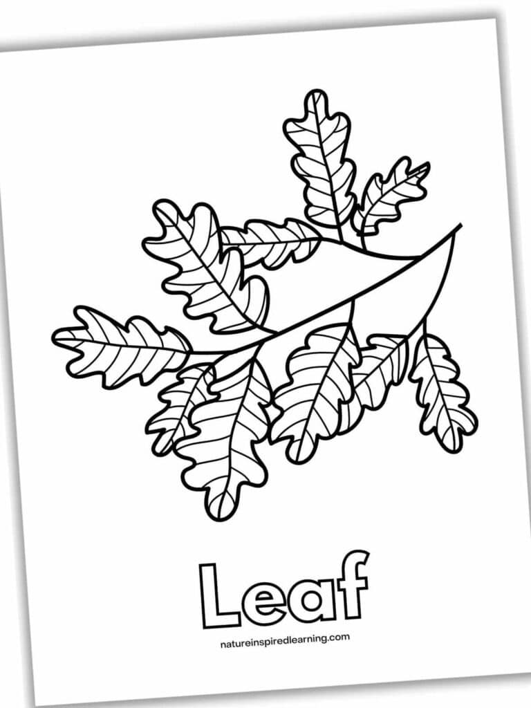 Leaf Coloring Pages - Nature Inspired Learning