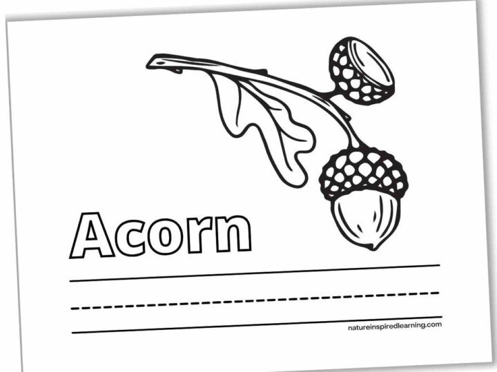 Acorn Coloring Pages - Nature Inspired Learning
