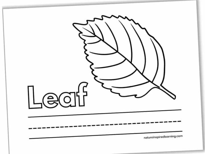 Leaf Coloring Pages - Nature Inspired Learning