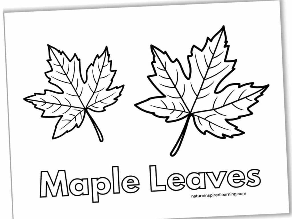 Leaf Coloring Pages - Nature Inspired Learning