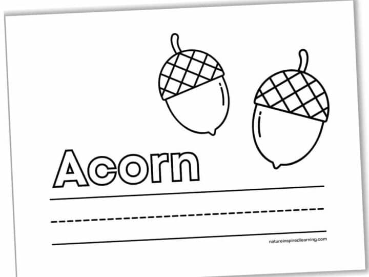 Acorn Coloring Pages - Nature Inspired Learning