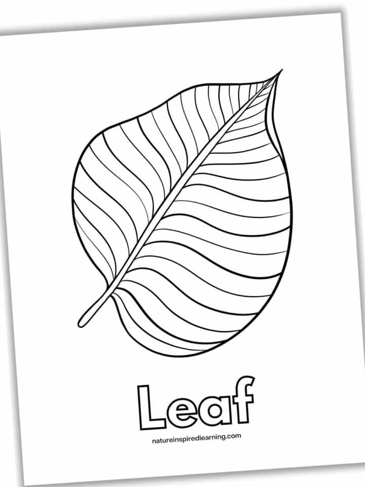 Leaf Coloring Pages - Nature Inspired Learning